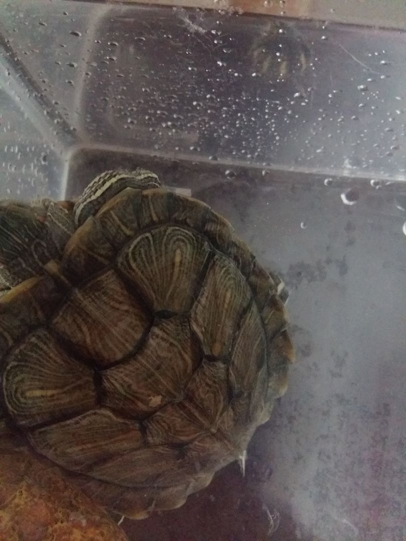 Redearslider.com :: View topic - black spots on turtle skin